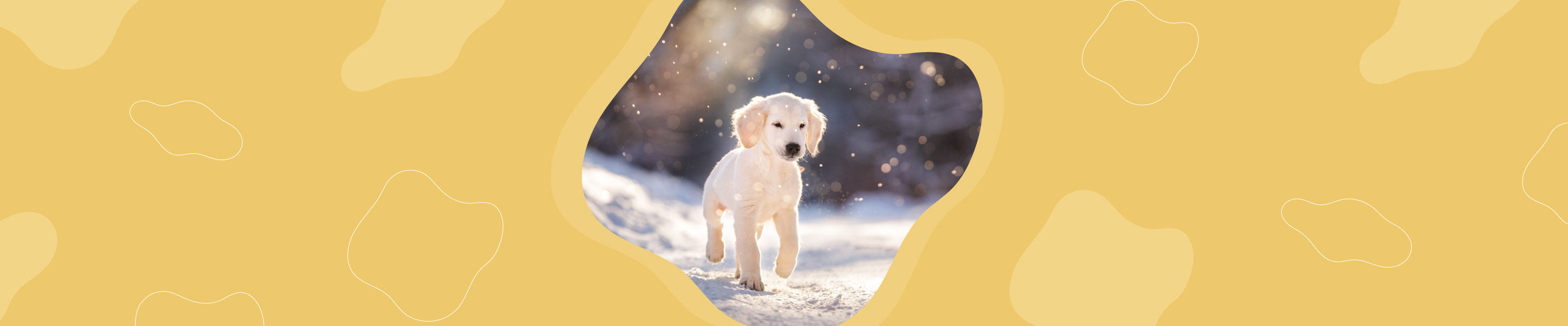 Natural Grooming – kin+kind - Natural & Organic - Pet Grooming & Wellness