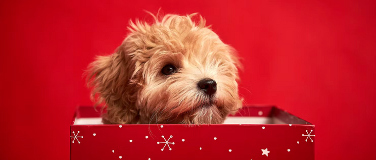 kin+kind University – kin+kind - Natural & Organic - Pet Grooming ...