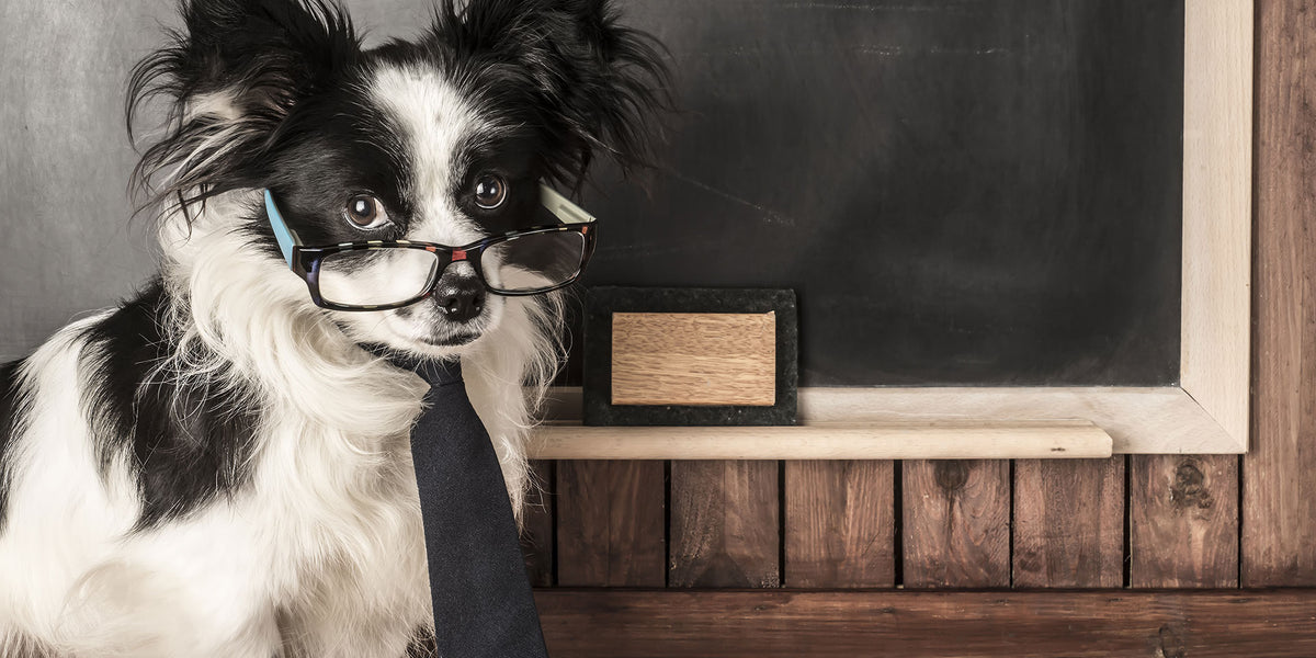 kin+kind University – kin+kind - Natural & Organic - Pet Grooming ...