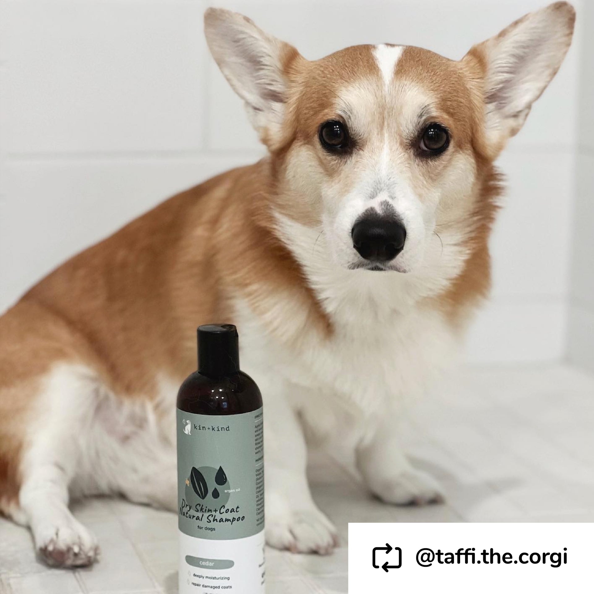 Dry Skin & Coat Shampoo for Dogs (Cedar) – kin+kind - Natural & Organic ...